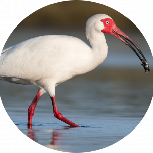 Ibis-300×300 | Resona Health - Resonance Frequency Therapy