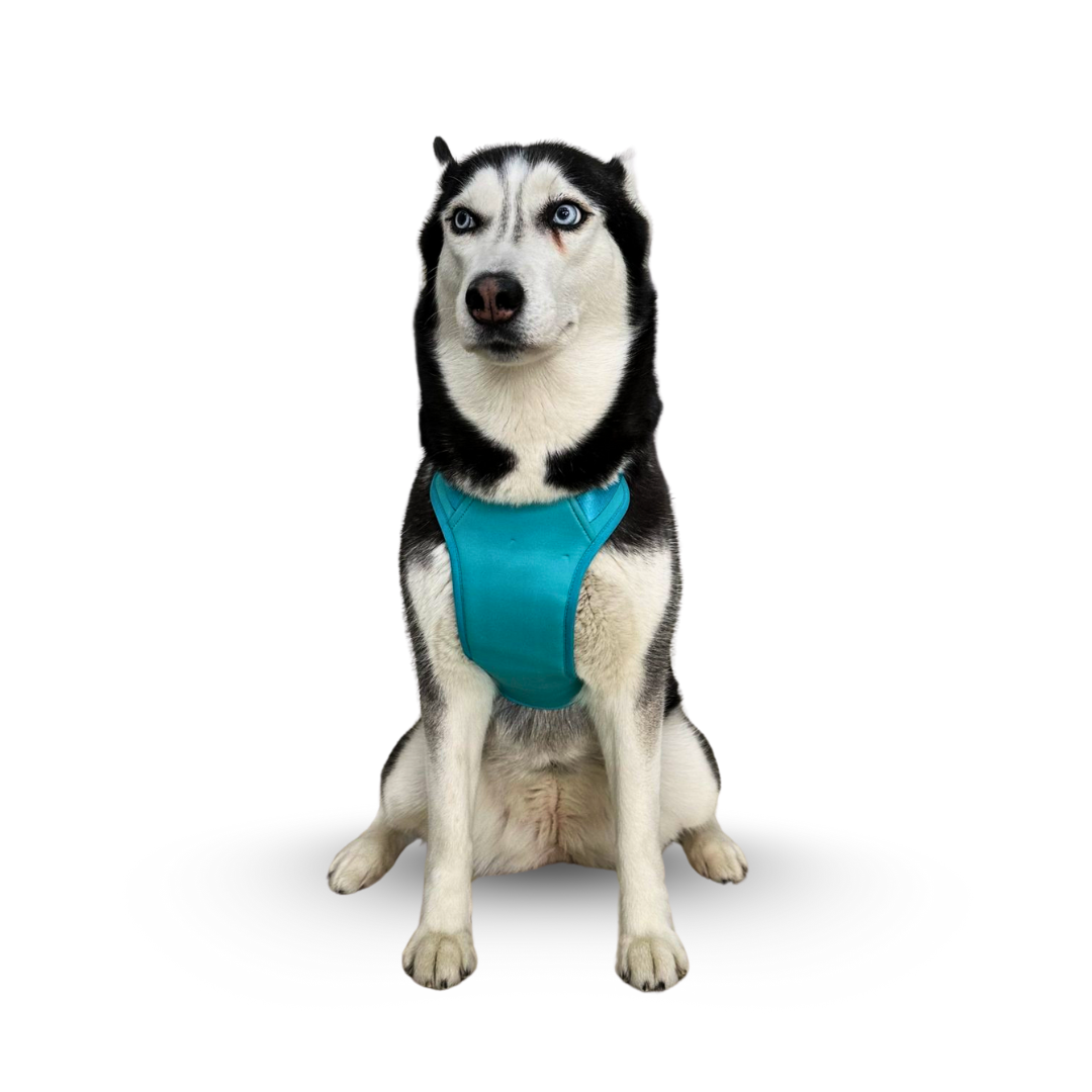 Vibe Dog Harness | Resona Health - Resonance Frequency Therapy
