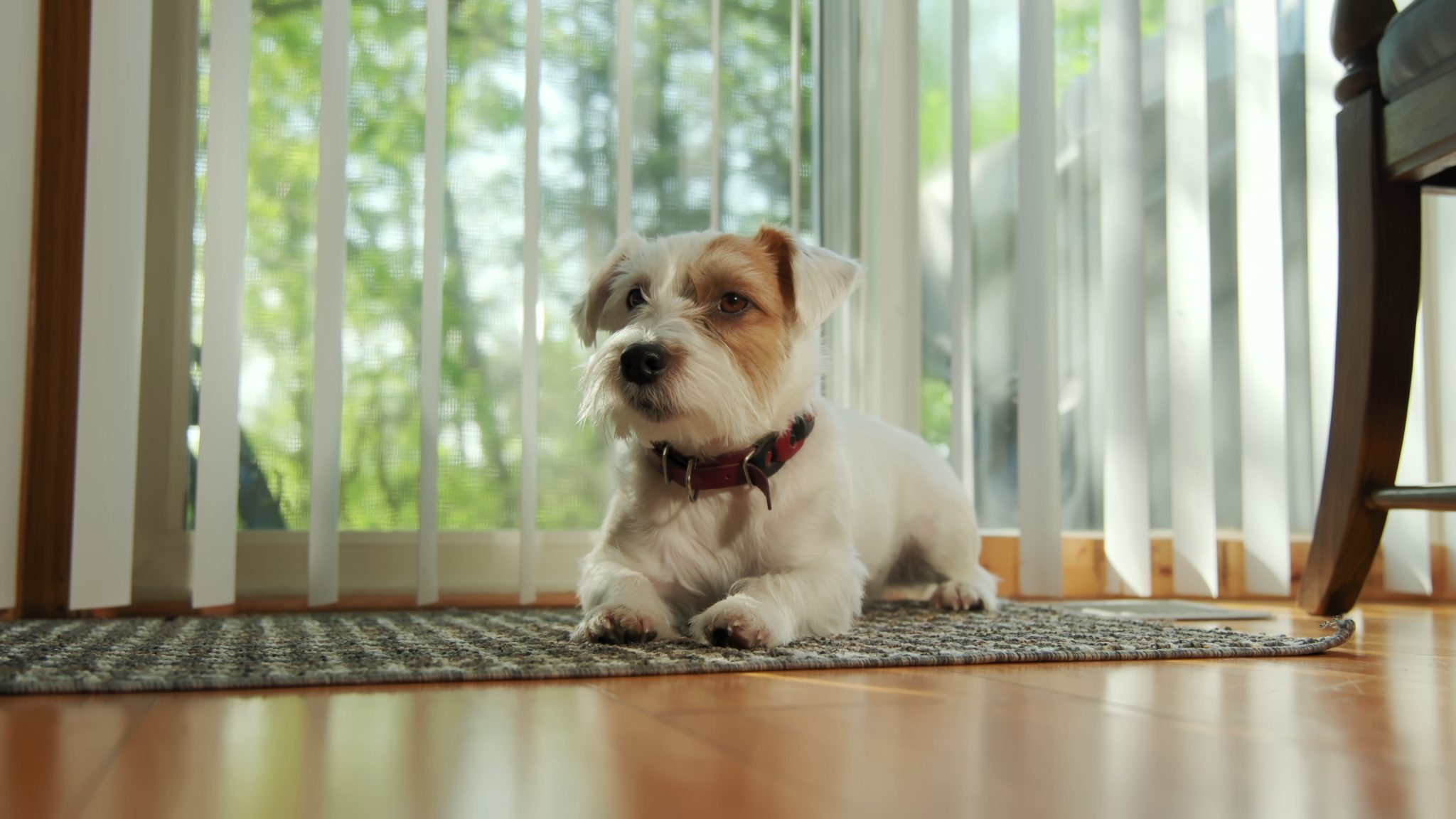 Vibe For Pets | Resona Health - Resonance Frequency Therapy